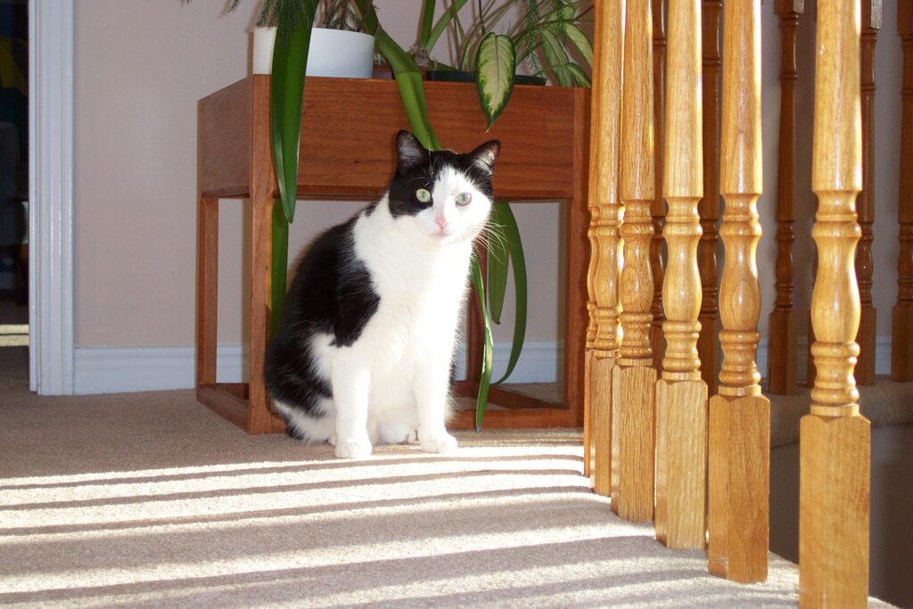 Answer Your Cat's Questions Day - postworksavvy